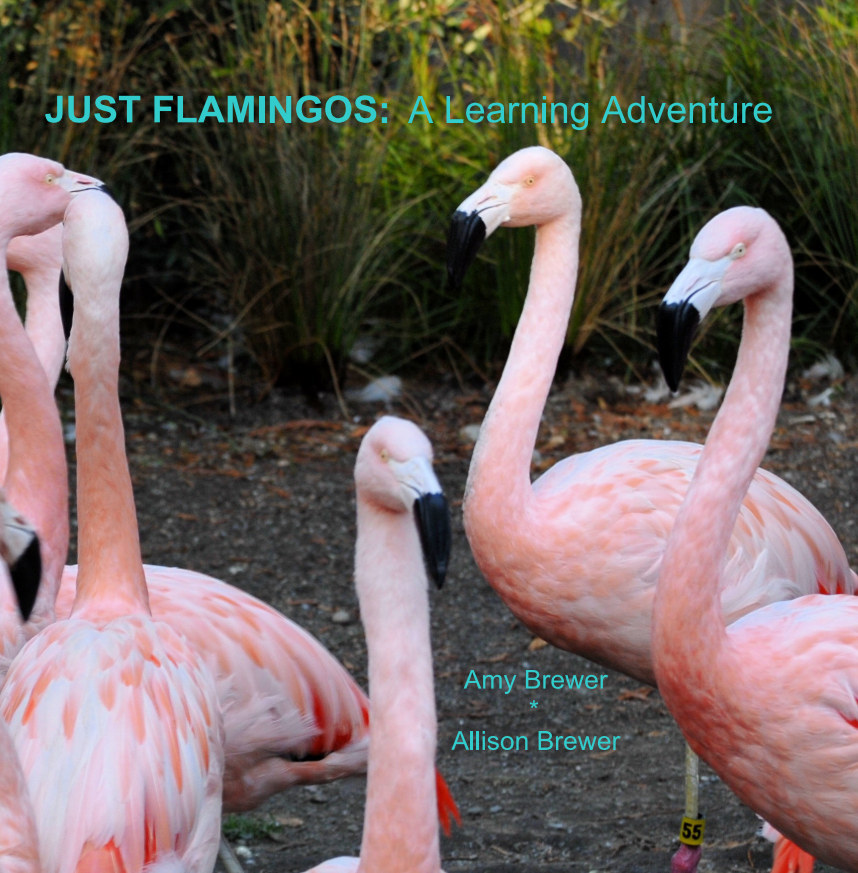 Just Flamingos by Amy Brewer * Allison Brewer | Blurb Books